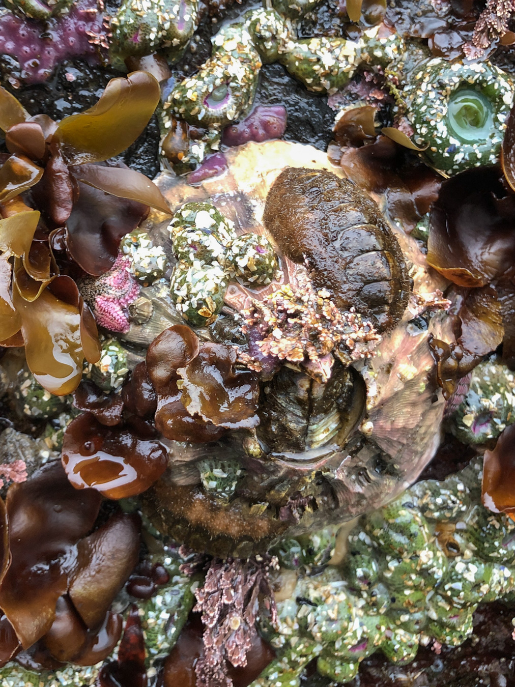 Giant Barnacles, Balanus nubilus, Generous Intertidal Hosts ...