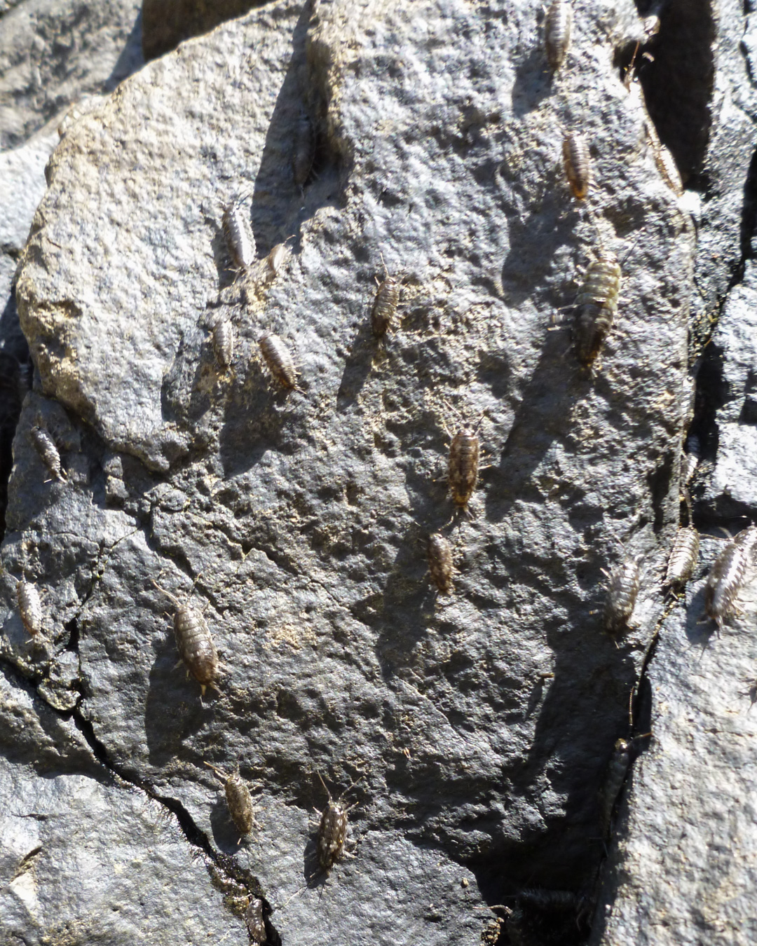 Isopods – theoutershores