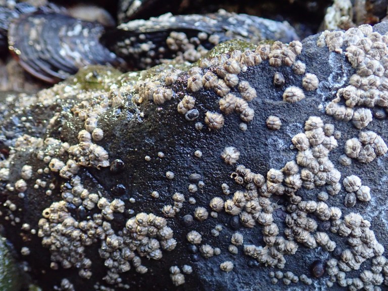 Barnacles – theoutershores