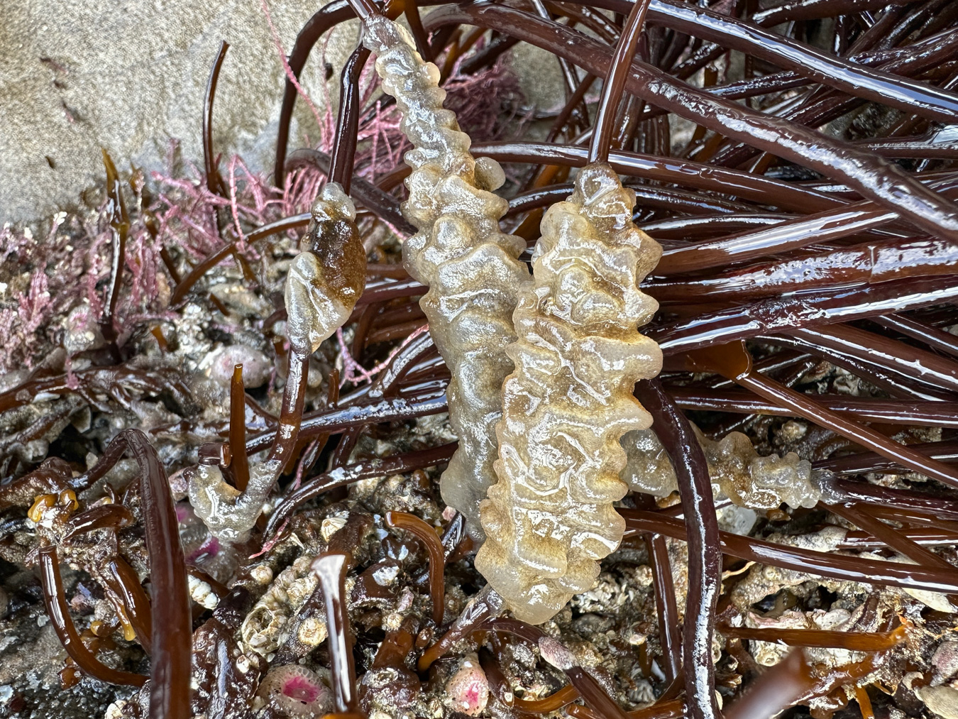 Tunicates – theoutershores