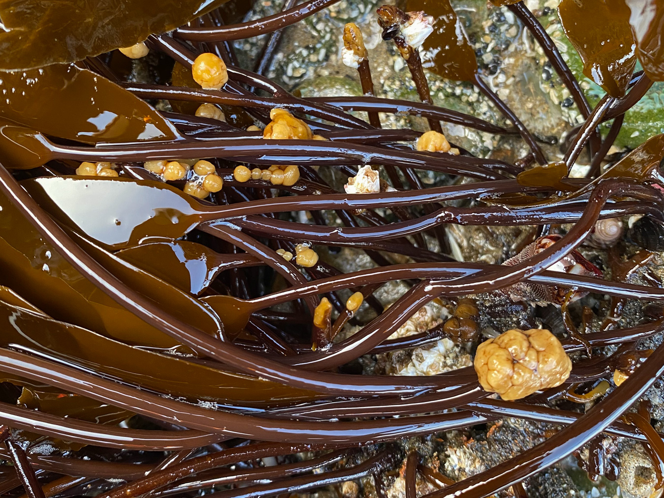 Tunicates – theoutershores