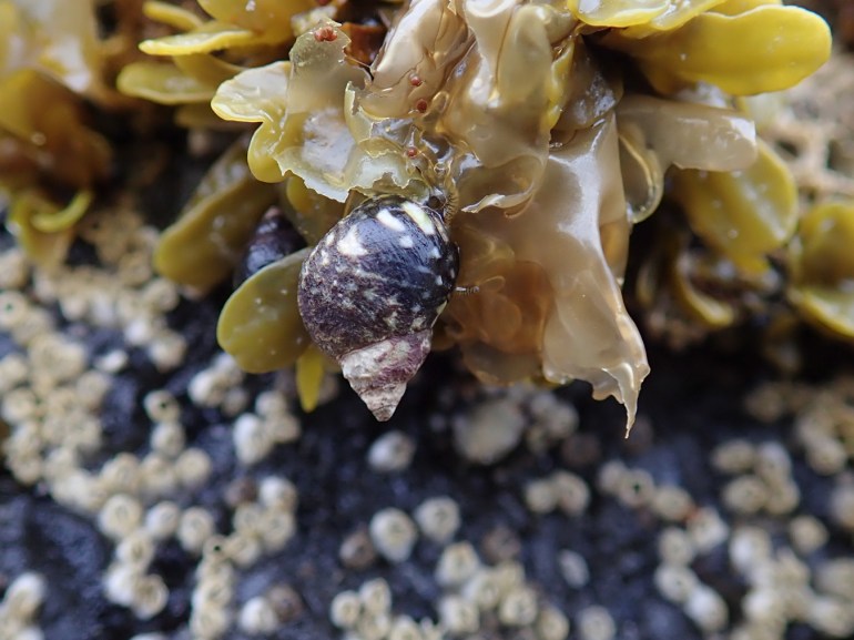 Snails – theoutershores