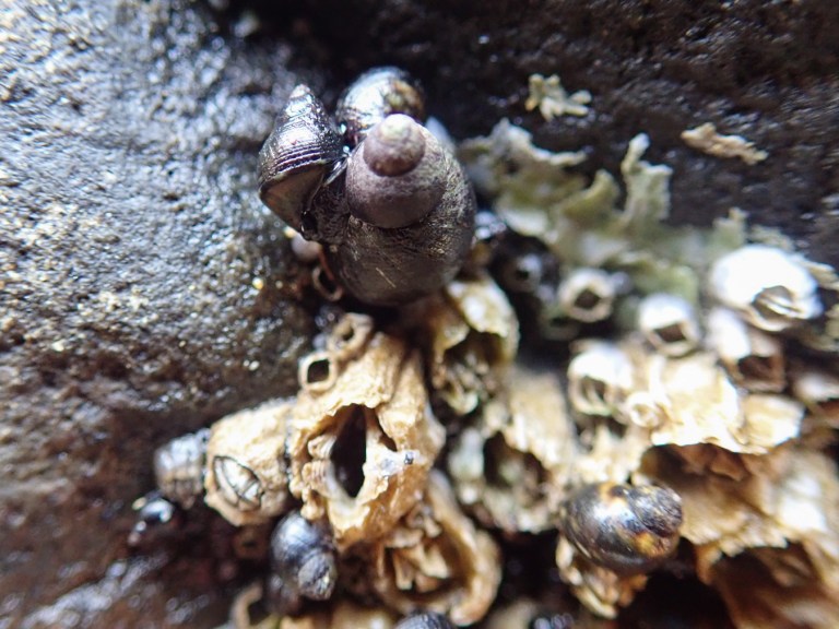 Snails – theoutershores