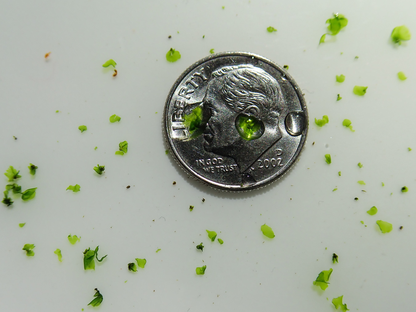 Greens, Chlorophyta – theoutershores