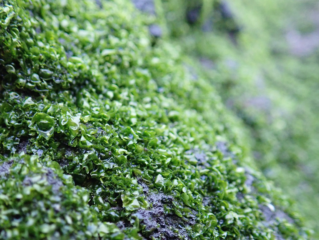 Greens, Chlorophyta – theoutershores